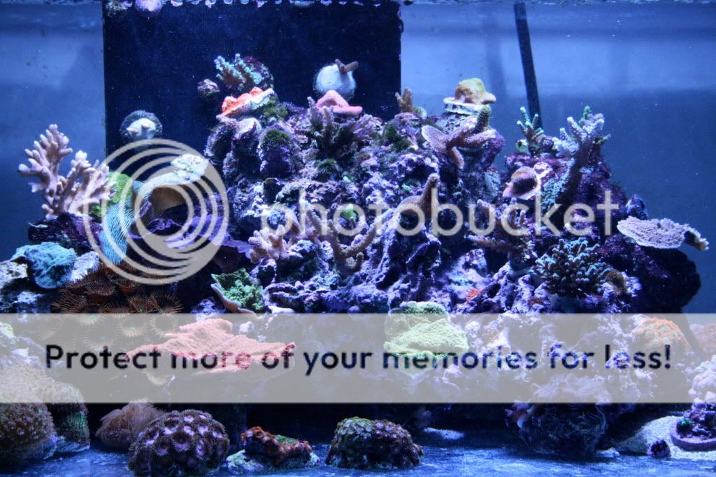 Mix, IMG_1532 @iMGSRC.RU chaade