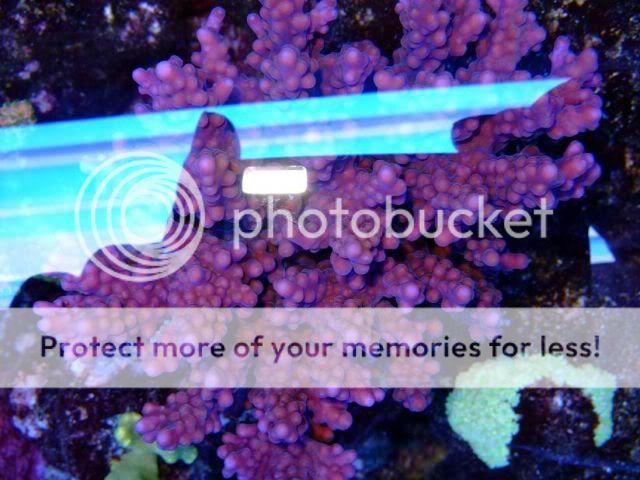 Is this a 'purple monster acropora'? - Reef Central Online Community