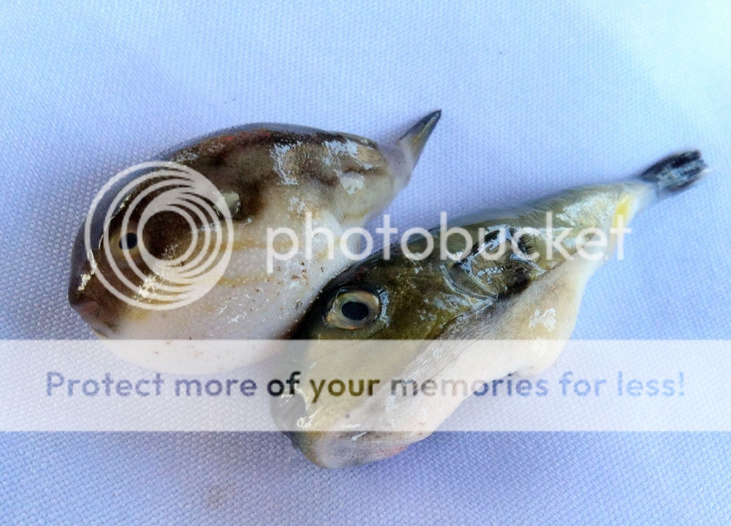 Cadiz City’s first Buriring (Puffer fish) Festival! | The Bacolod Food ...