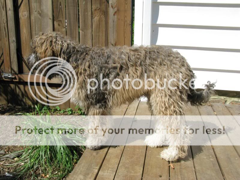 BRINDLE or SABLE???? | Labradoodle Forums