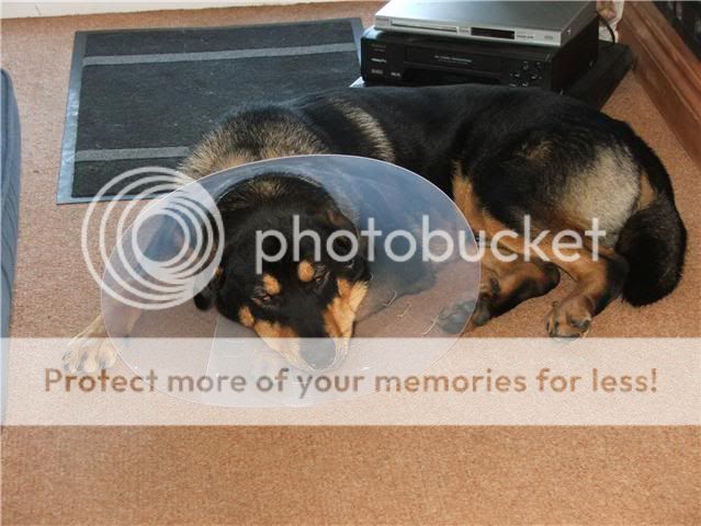 meet Sam, rottweiler X husky | Reptile Forums