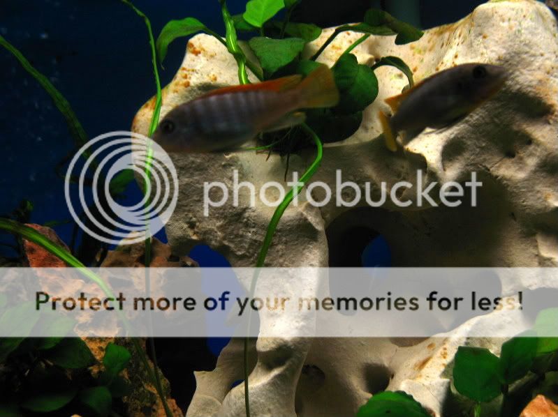 Red top zebra, hongi, or ????? | Cichlid Fish Forum