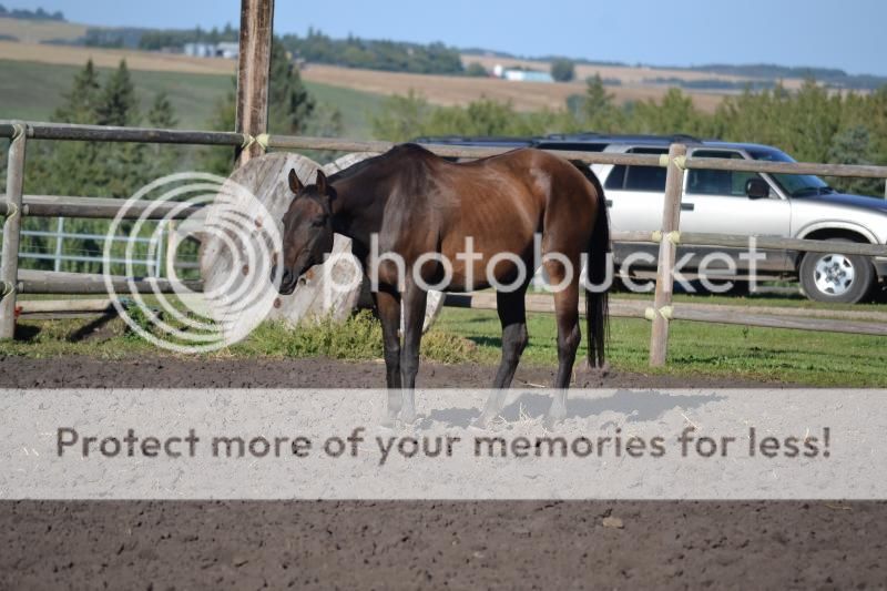 New OTTB Project | The Horse Forum