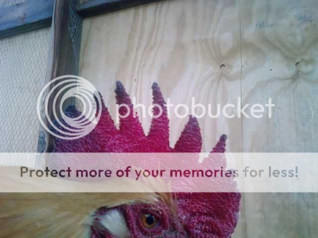 Color of rooster comb, is this normal | BackYard Chickens - Learn How ...