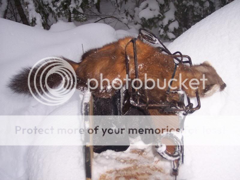 Marten/Fisher/Cat Trapline Tips? | Michigan Sportsman Forum