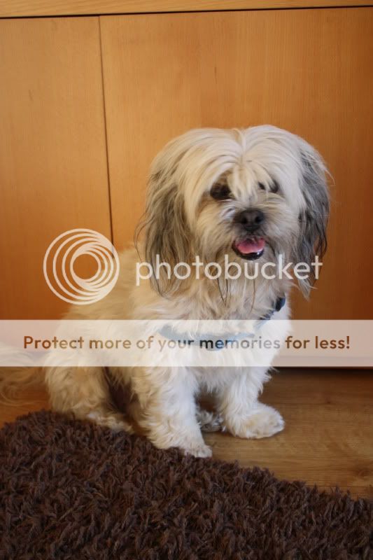 Guests - The Schnauzer Forum