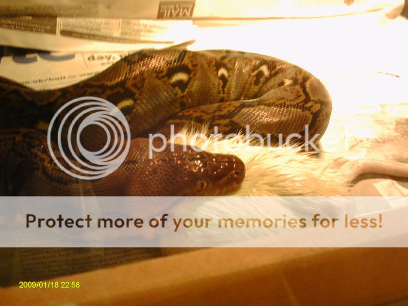 Retic feeding pics. | Reptile Forums